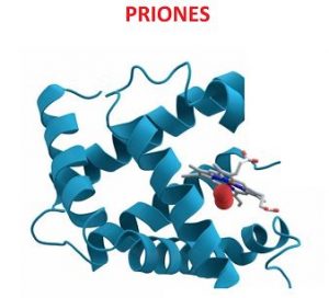 ¿Qué son los Priones?. Aquí te lo explico bien.