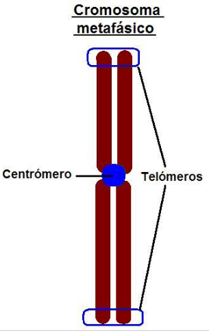 Telomerina. Un Fármaco que promete luchar contra la Vejez