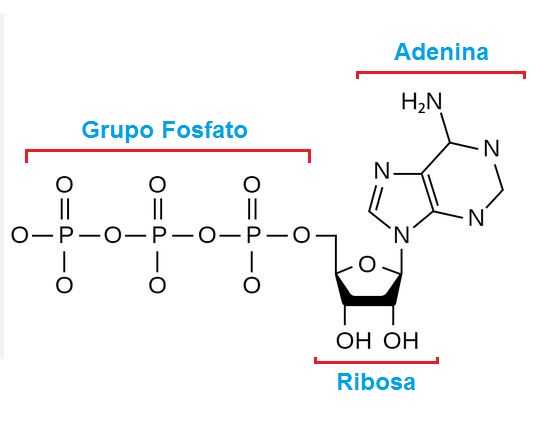 Qué es el ATP y para que sirve - Química y algo más