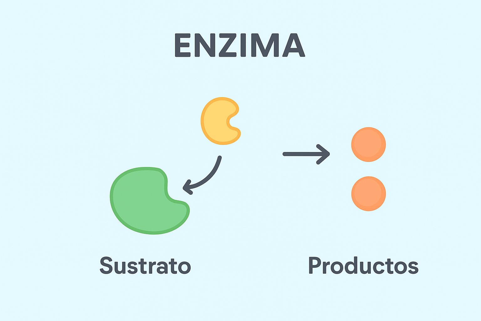 Enzimas: Aprende su Concepto, Clasificación y Función con Ejemplos Fáciles